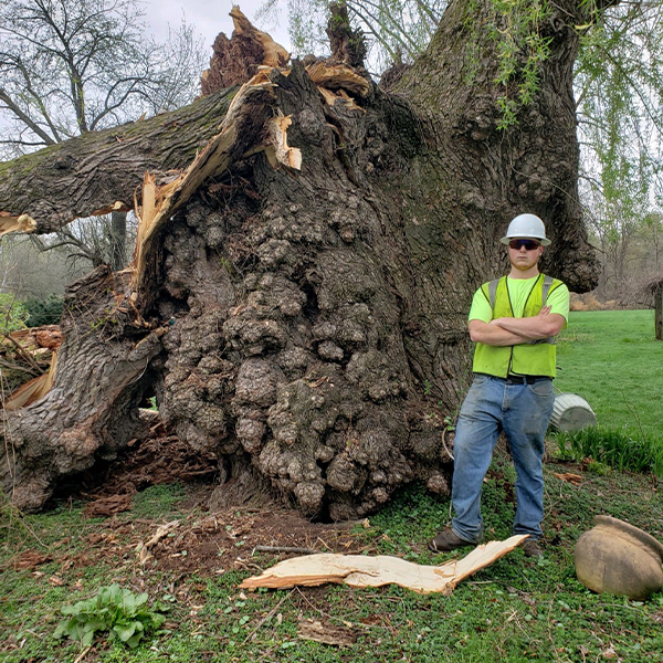 Home - Expert Tree Service
