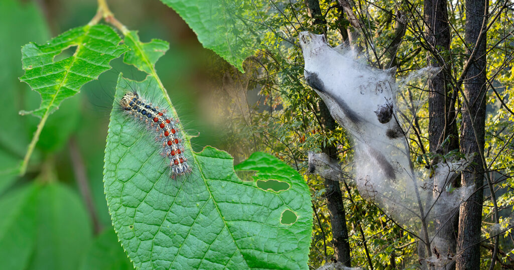 2024 Gypsy Moth Outbreak Could Kill Thousands of Hudson Valley Trees ...